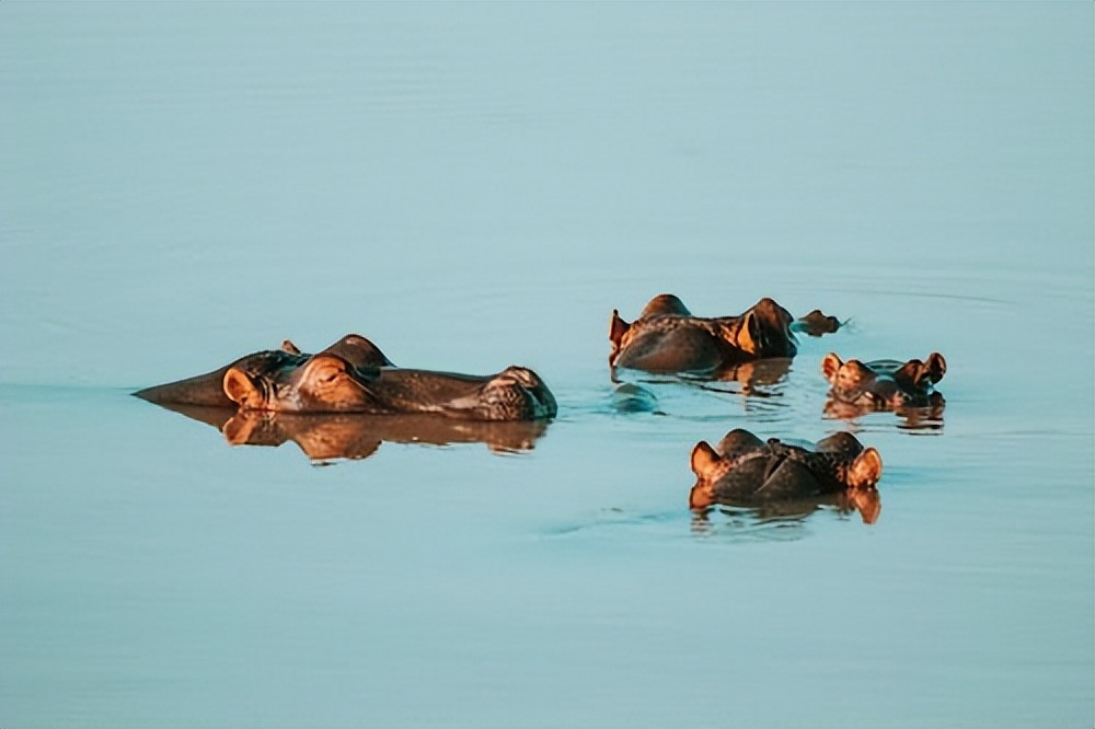 Cold knowledge: the "sweat" of hippopotamus is red? - iNEWS