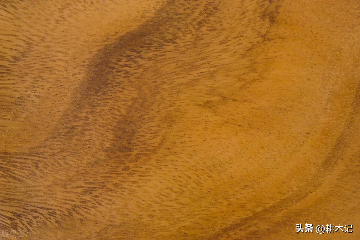 Red Camellia: A Fascinating Wood - iNEWS