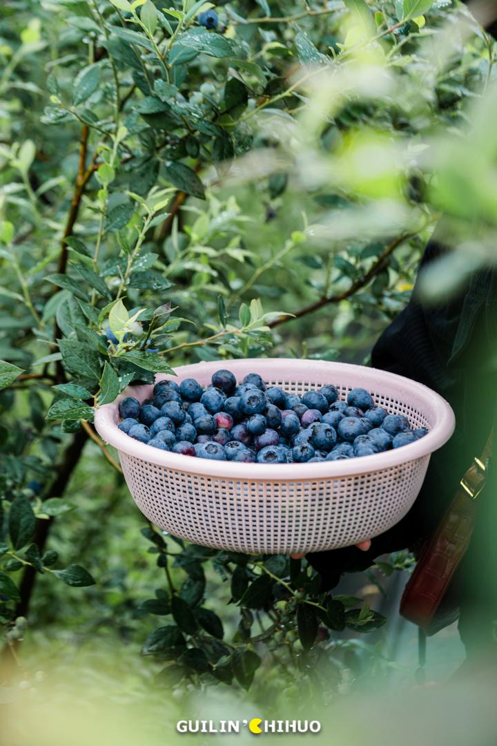 A hundred acres of blueberries in the suburbs are ripe, pick them in ...
