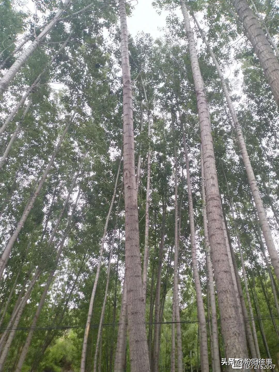 Zhang Hongbing: Travel Notes of Xiangyang Village in Fenyang - iNEWS