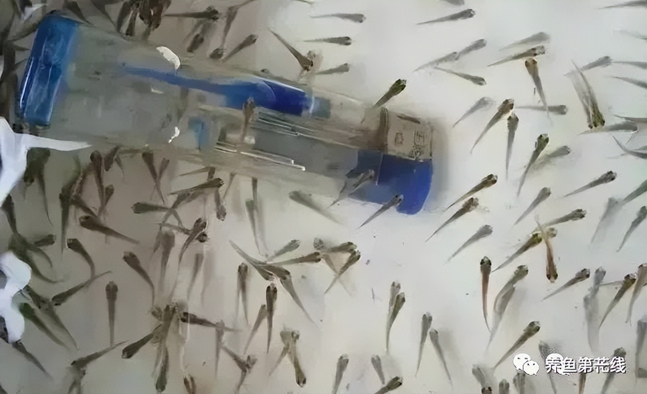 Fish fry practice net: help to improve the stress resistance and stress ...