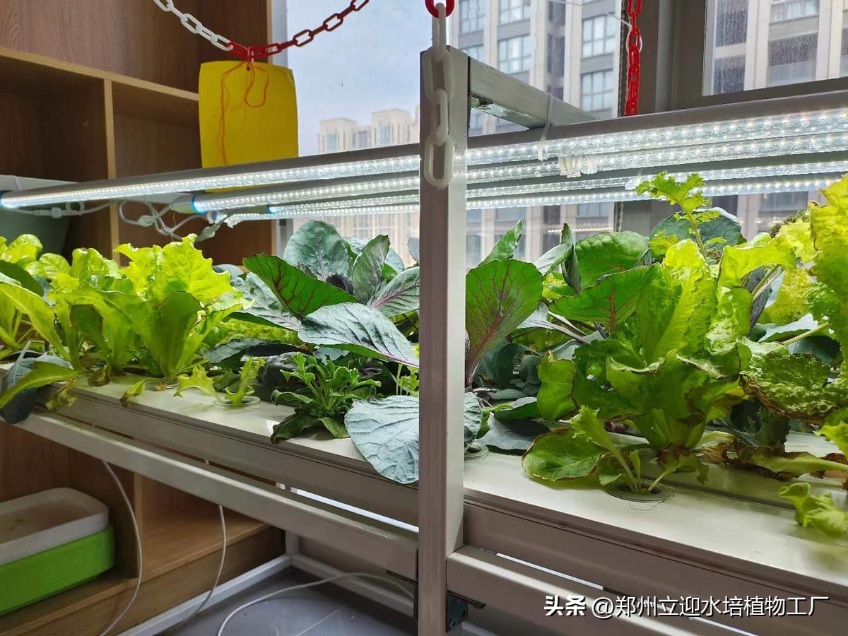 Tips for growing soilless vegetables in indoor hydroponics - iNEWS