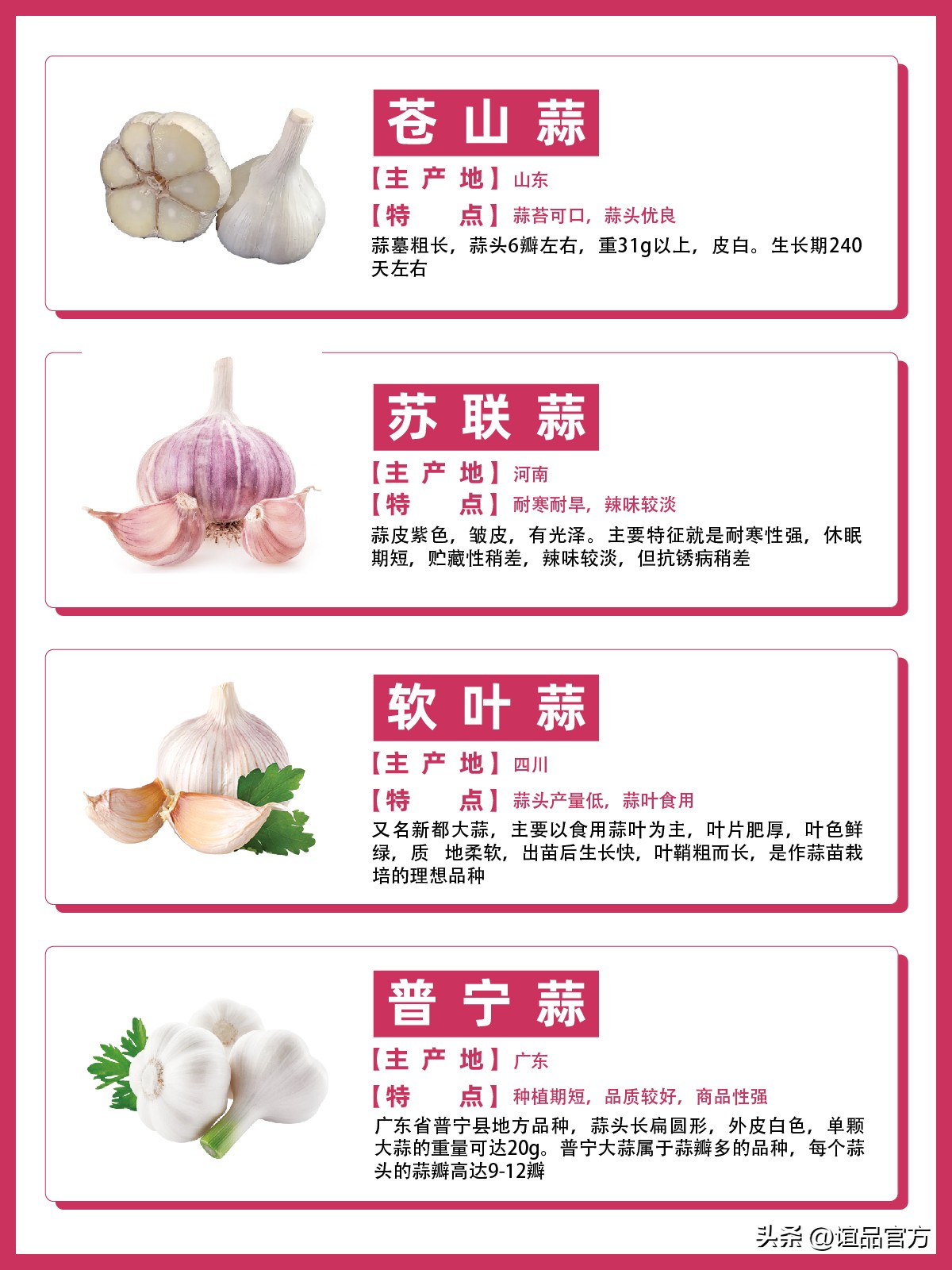 Common types and characteristics of garlic - iNEWS