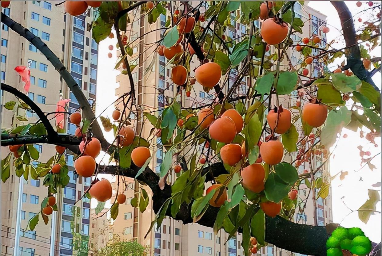 Rich or not, the family tree!6 kinds of auspicious trees, you can raise ...