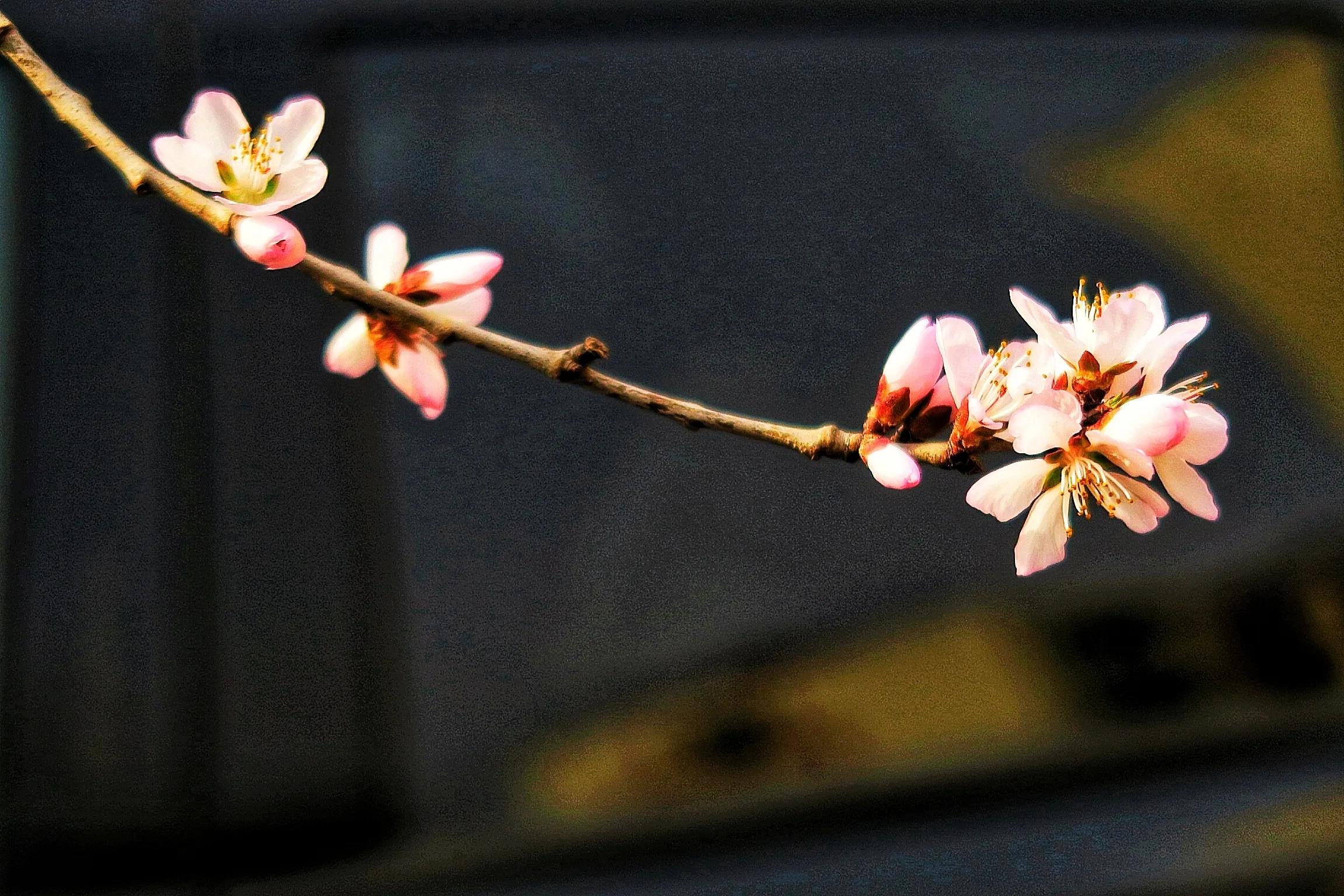 The peach blossoms make the birds fly - iMedia