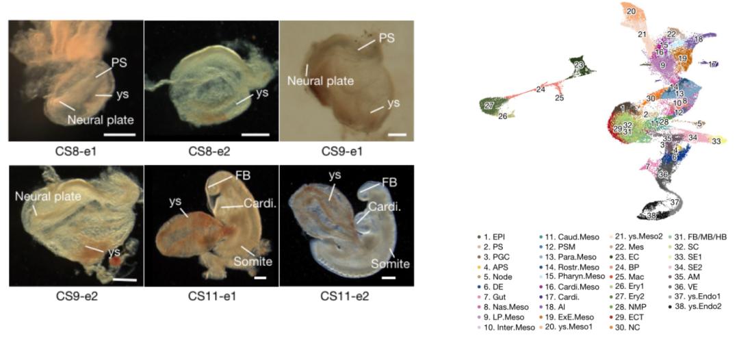 Transcriptome mapping from gastrulation to early organ development in ...