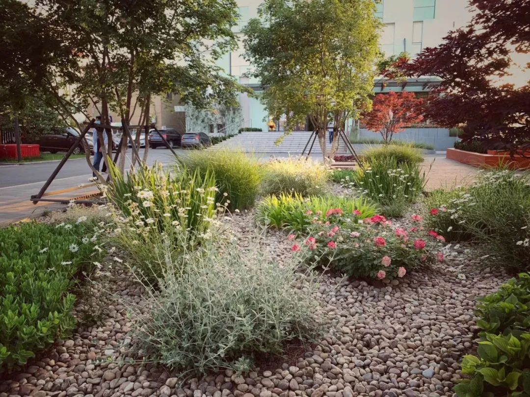 flower border landscape design - iMedia