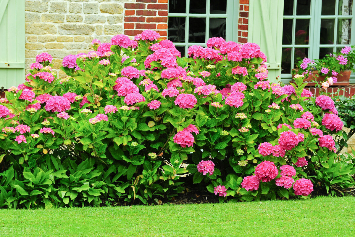 Raise hydrangeas in December, pay attention to these points, and spend ...