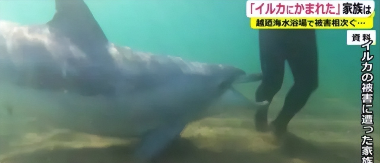 Dolphin serial wounding cases occur frequently, and 2 people in Japan ...