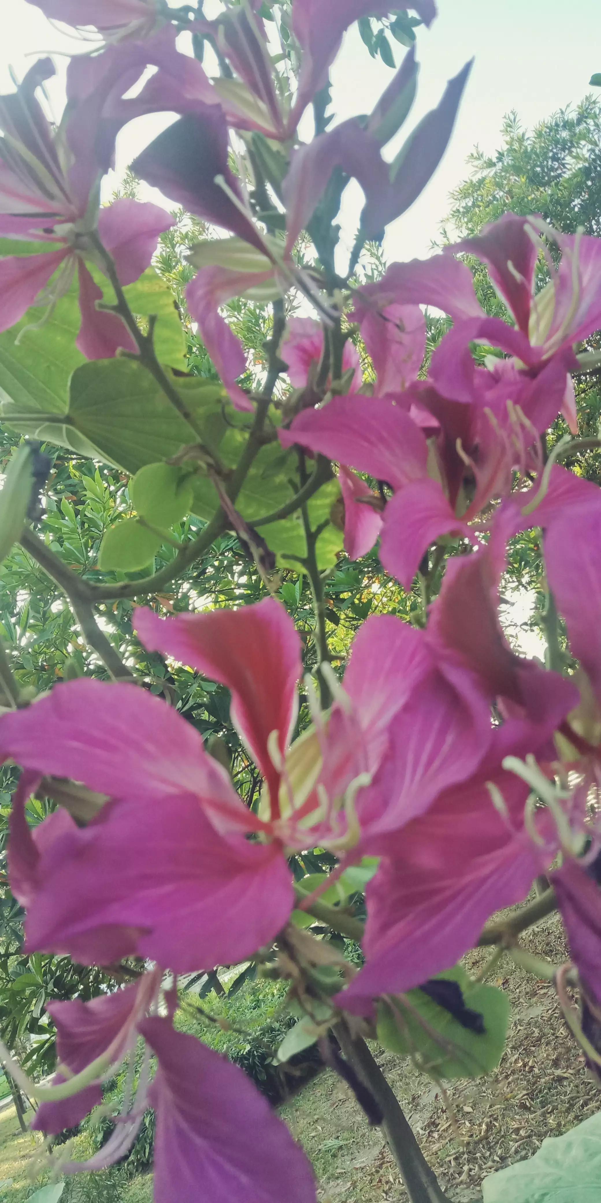 Queen Mother Lu's Cruel Revenge - iNEWS