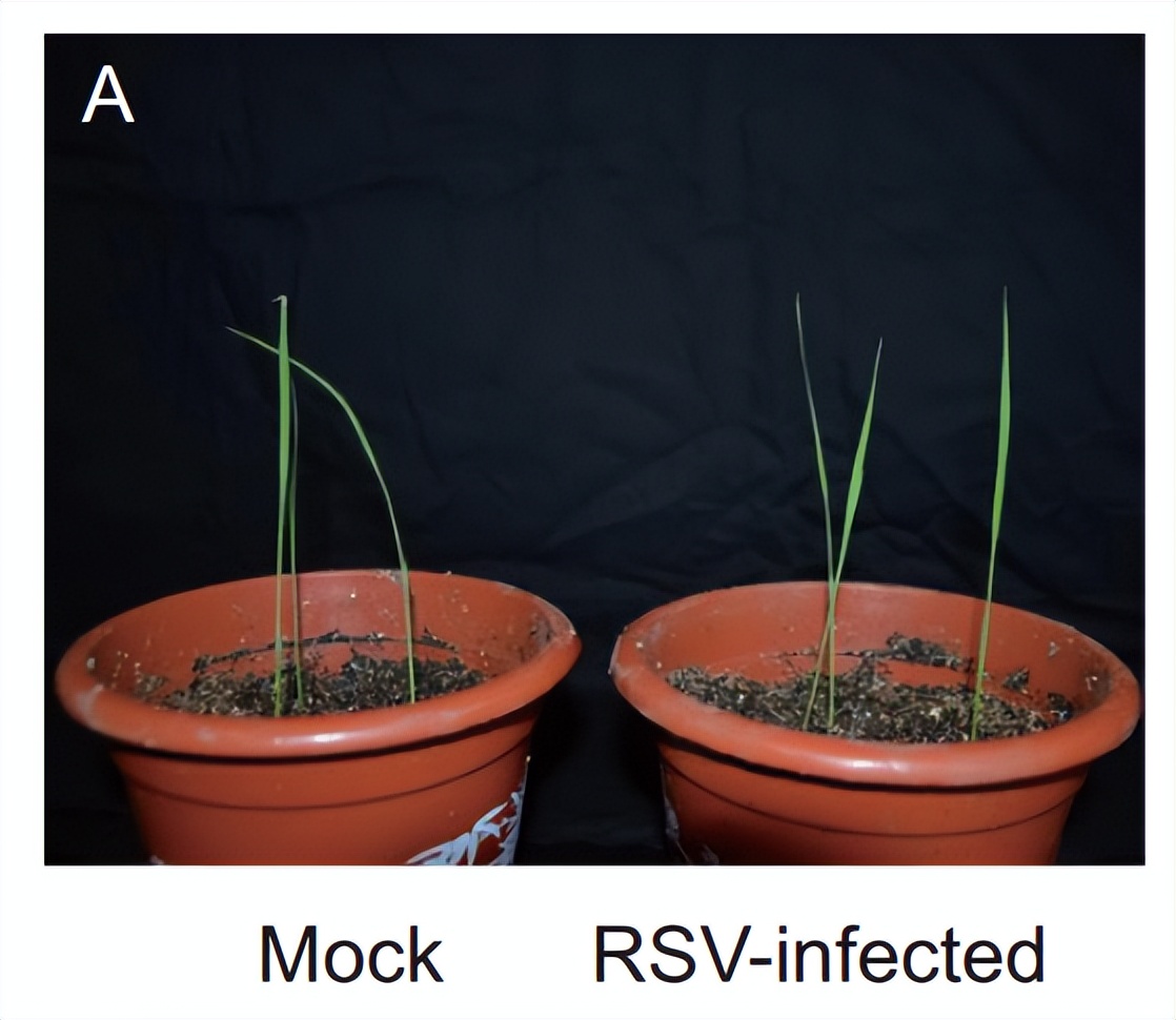 Transcriptome profiling of different rice cultivars against bacterial ...