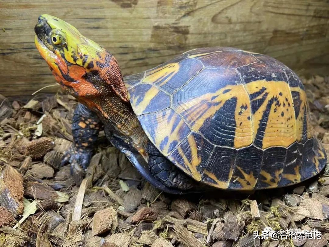 Analysis of Turtle Disease from the Angle of "Case Theory" - iNEWS