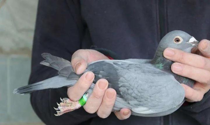 Identifying fast middle and short distance pigeons by appearance - iNEWS