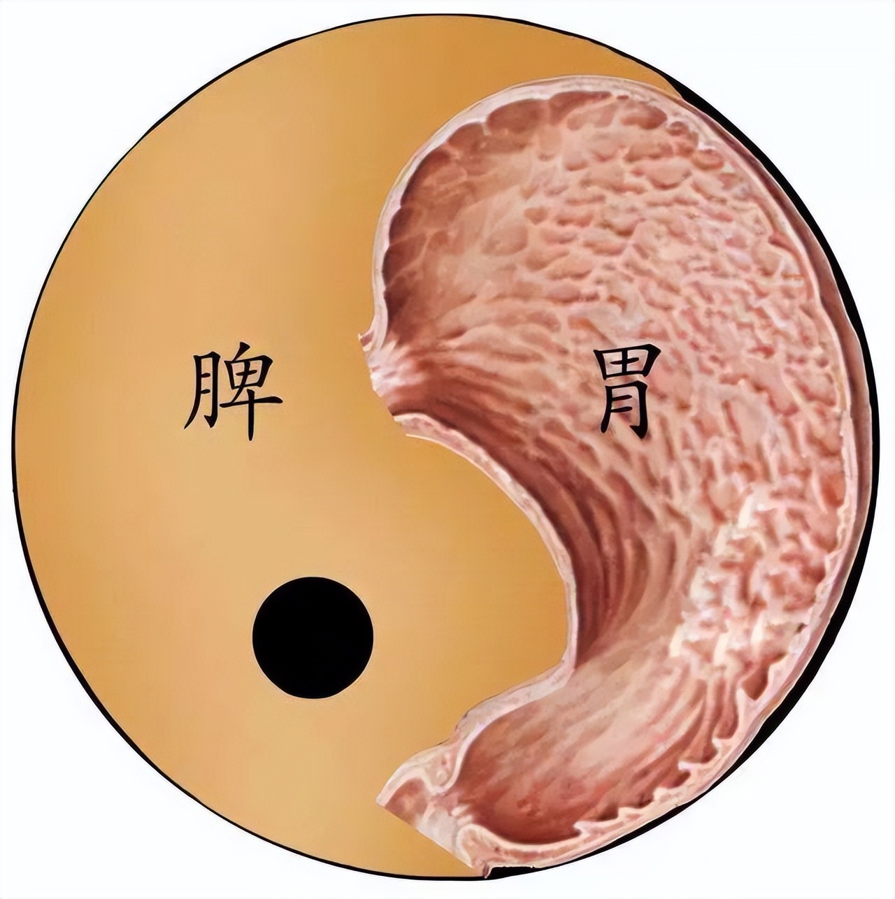 Kidney deficiency and spleen deficiency, five viscera deficiency, a ...