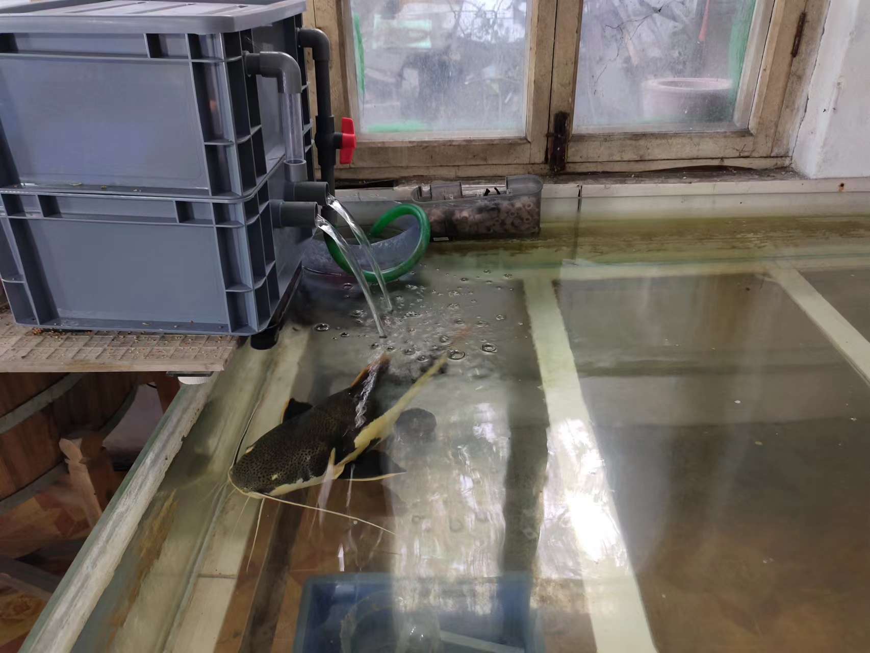 60 cm to one meter fish tank, high stocking density, if you want to add ...