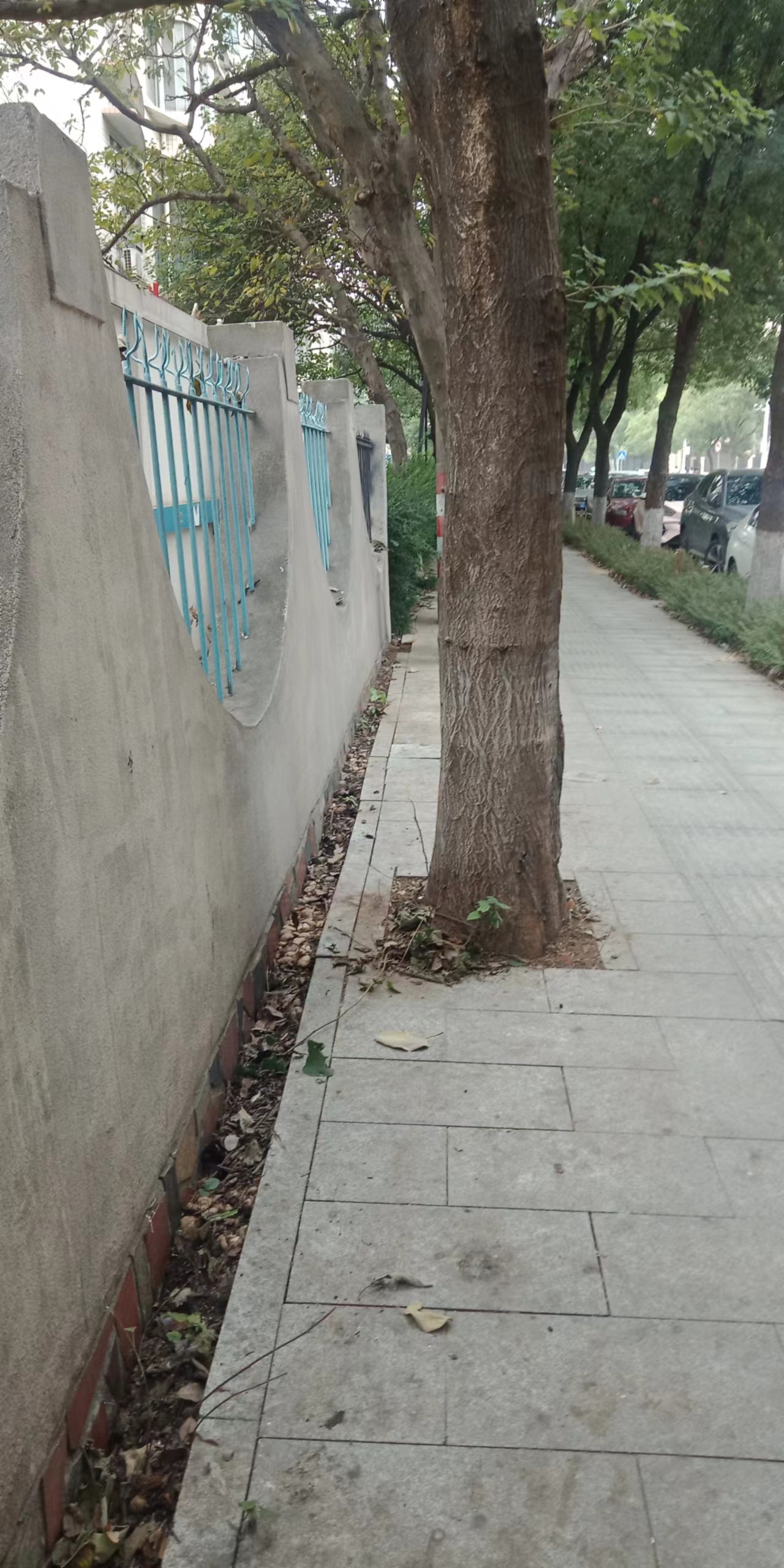 Although those poor trees can grow into big trees, but they are not ...