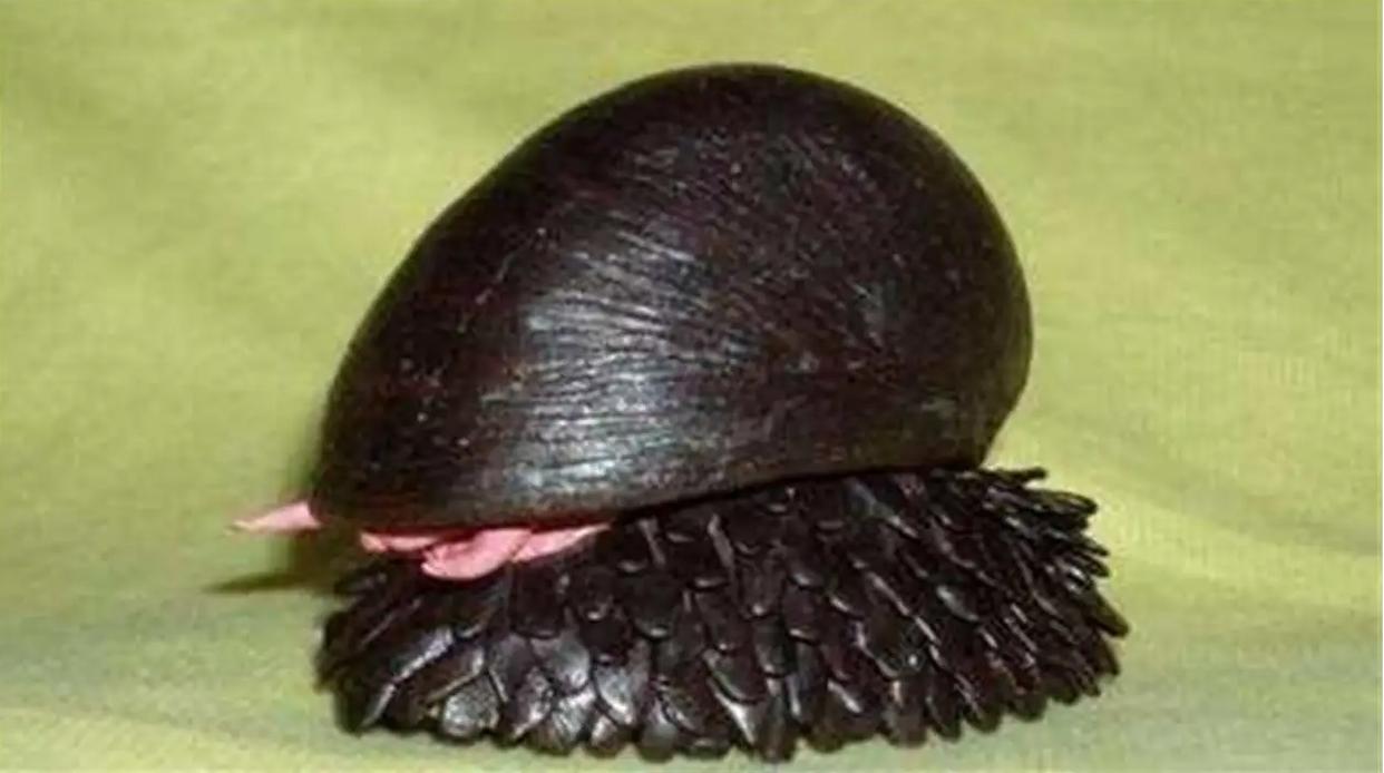The snail with the hardest shell in the world cannot be penetrated by ...