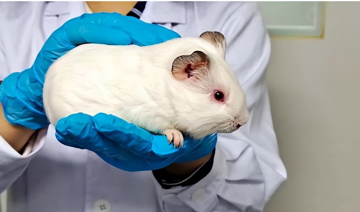 Since the 19th century, the phenomenon of animal vivisection ...