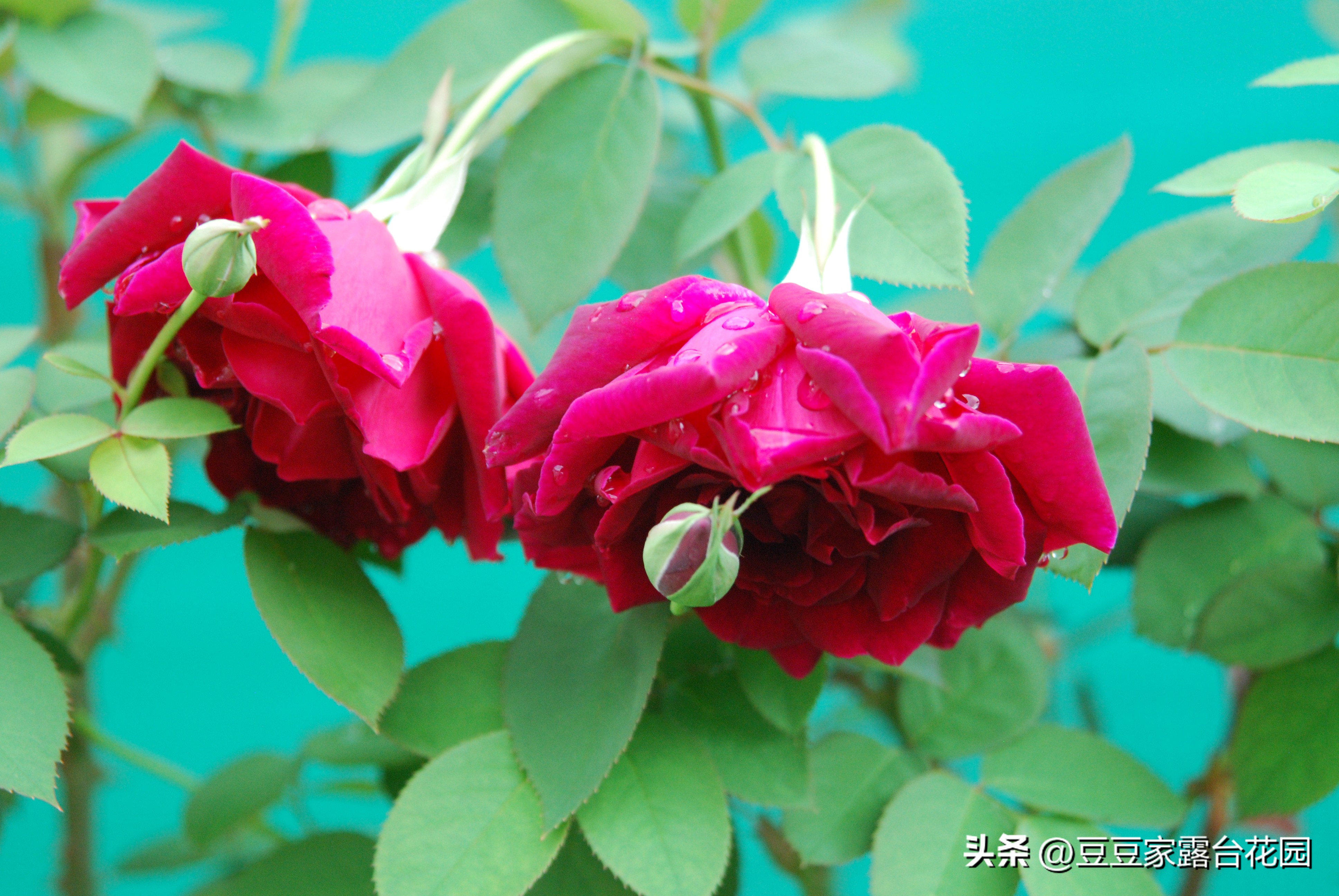 Chinese rose one by one ancient Chinese rose purple velvet - iNEWS
