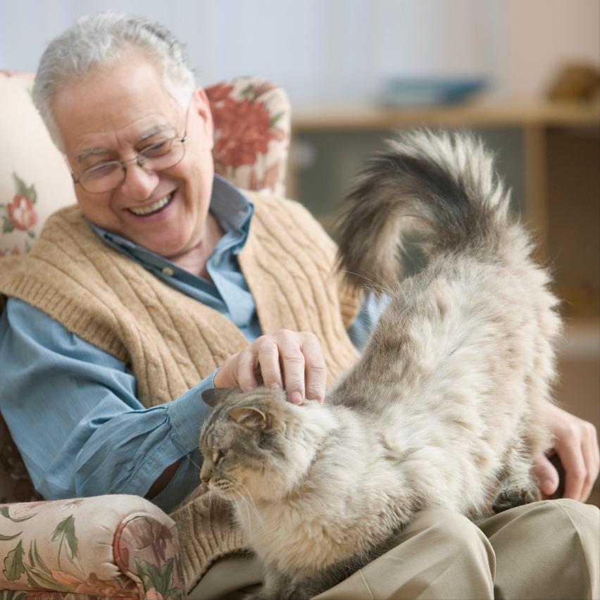 Why do people of the older generation say that "raising cats" cannot be ...