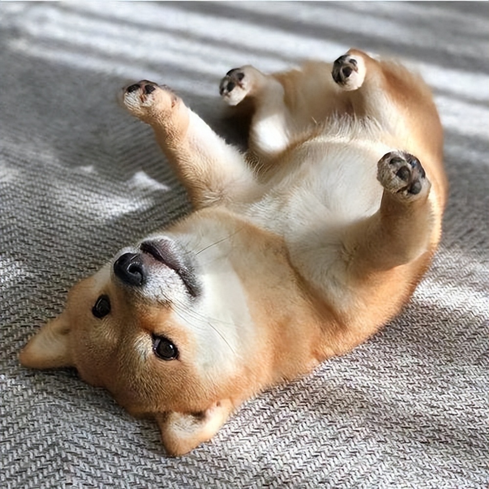 What is the experience of owning a Shiba Inu?People who have raised ...