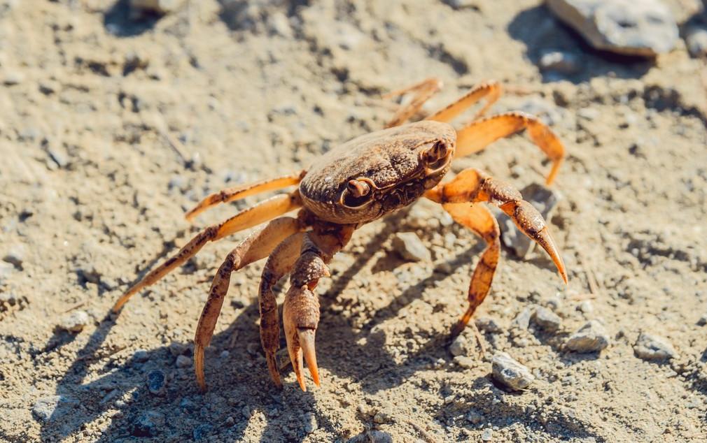The mystery of the crab is revealed, why the crab walks sideways - iNEWS