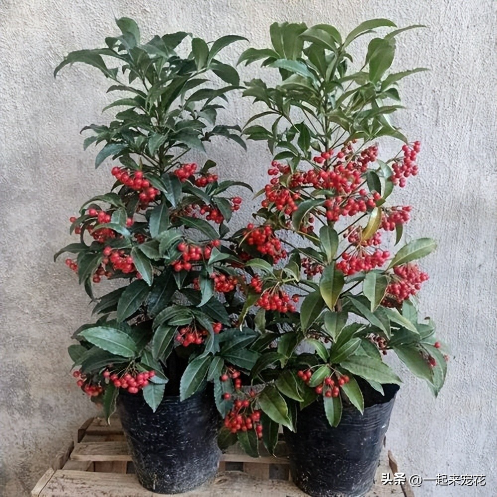 5 kinds of lucky trees suitable for family planting. The skin is firm ...