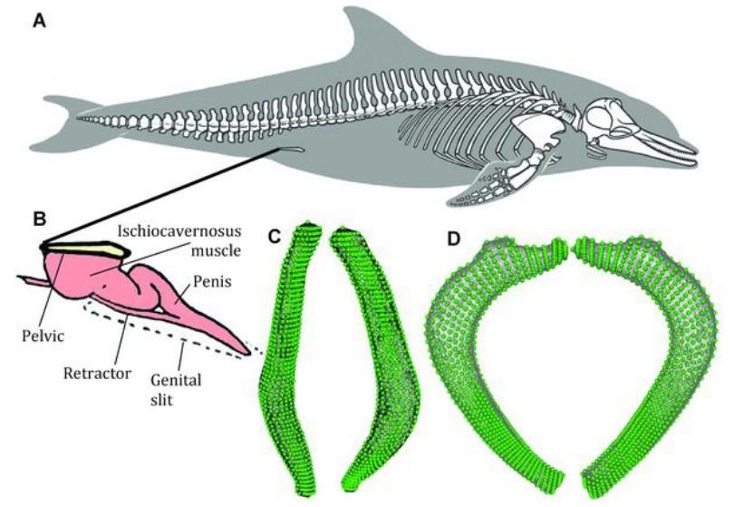 Why do bottlenose dolphins eat yellow-bellied sea snakes? It can be ...