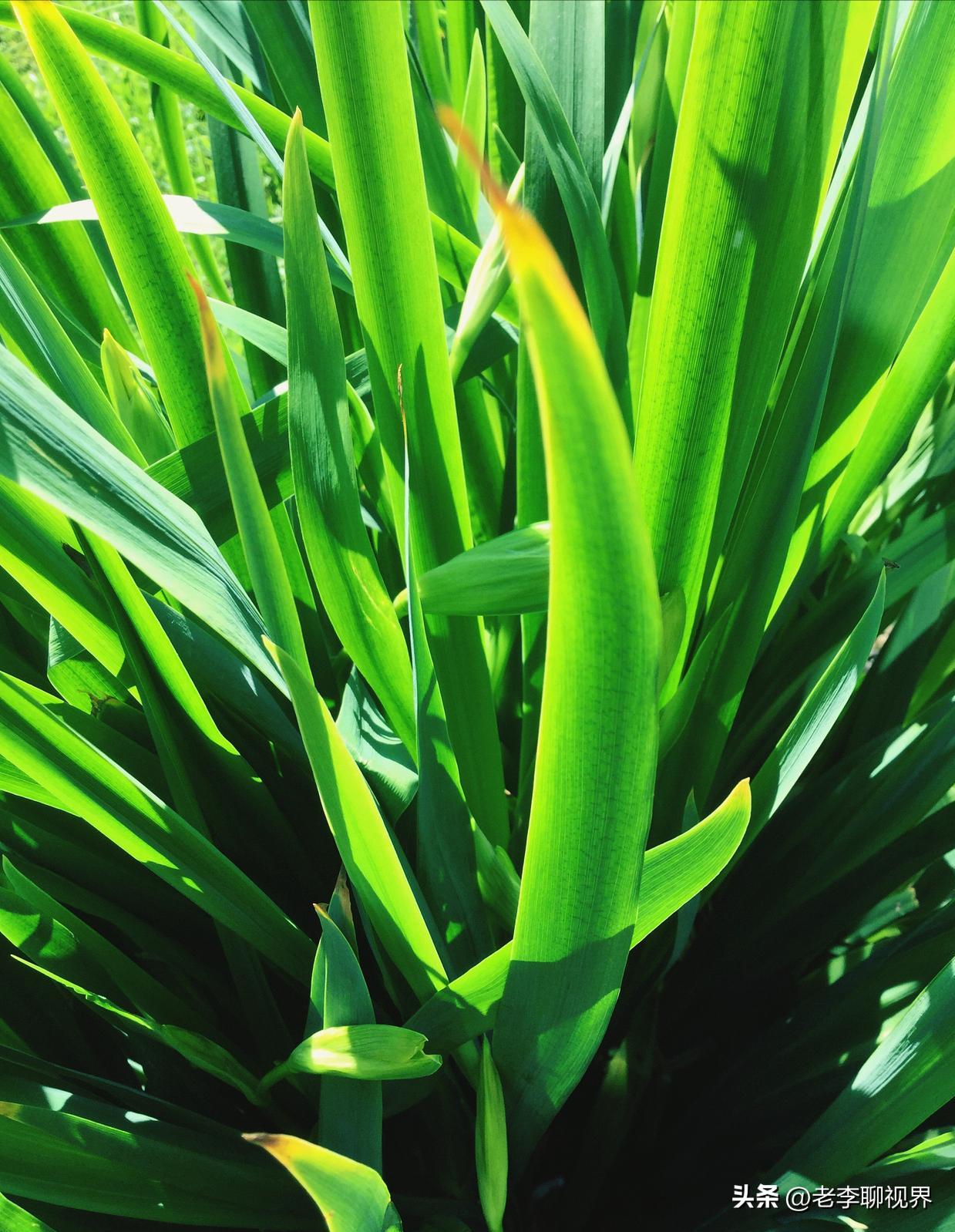 Don't do this to your plants! It's fragile? - iMedia