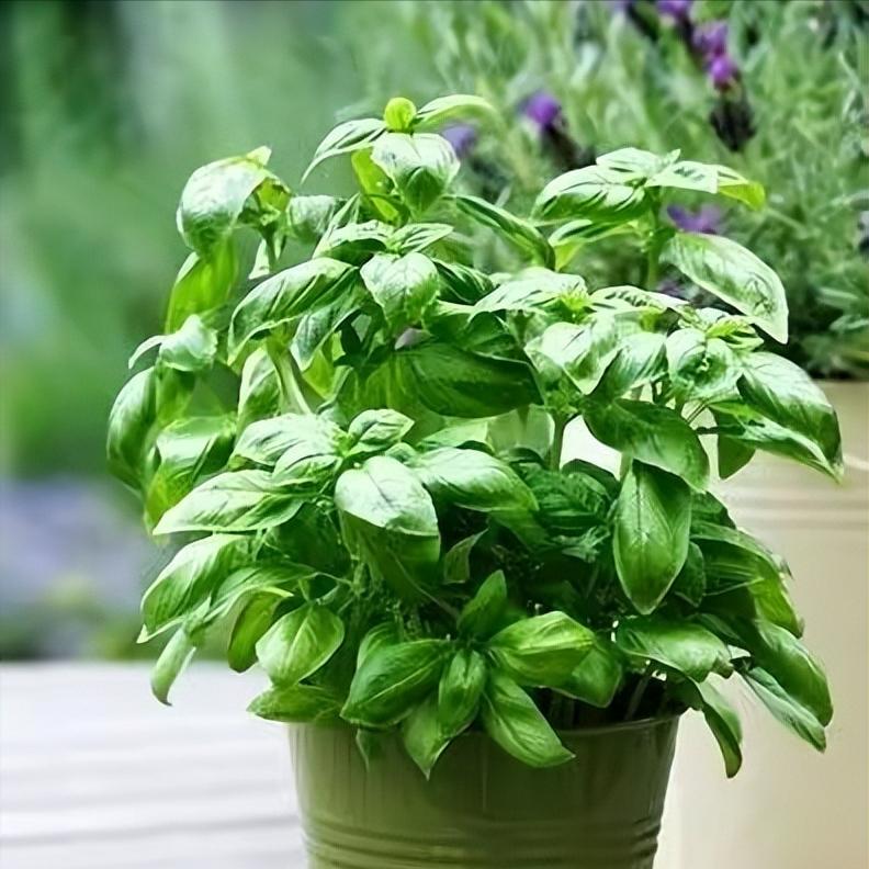 Basil leaves, a condiment you overlook - iNEWS