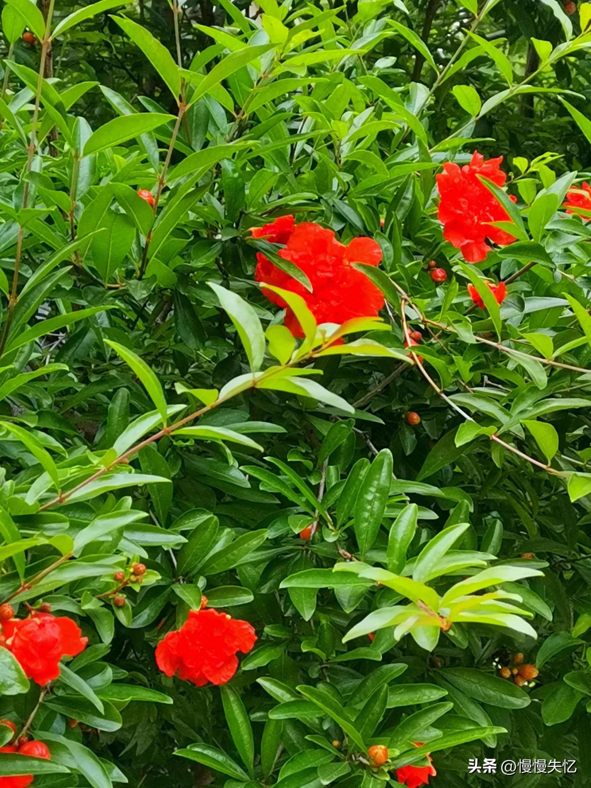 Five Poems of Durian Flowers in the Song Dynasty, Dark Green and Ten ...