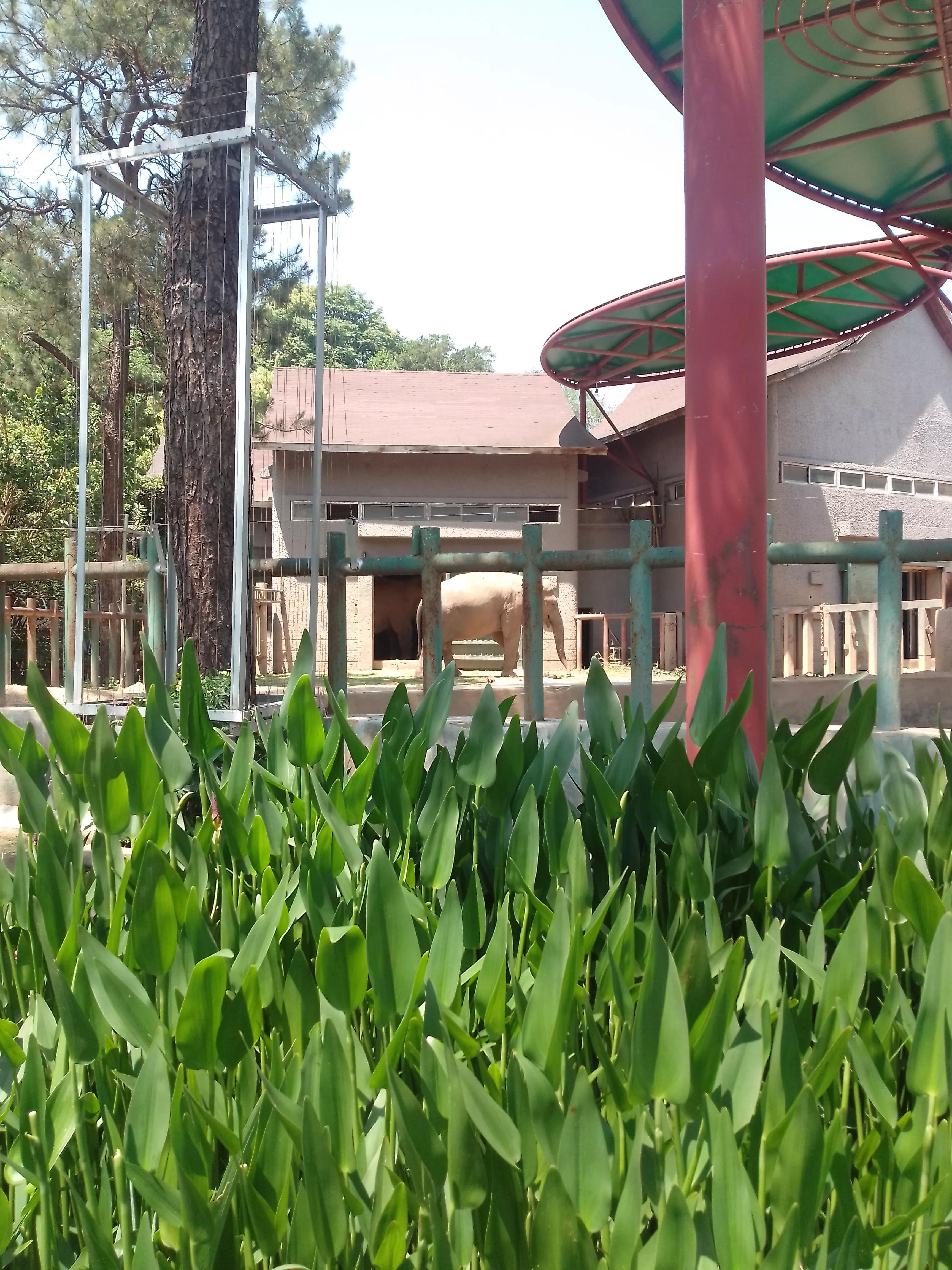 Notes on Nanjing Hongshan Forest Zoo - iNEWS