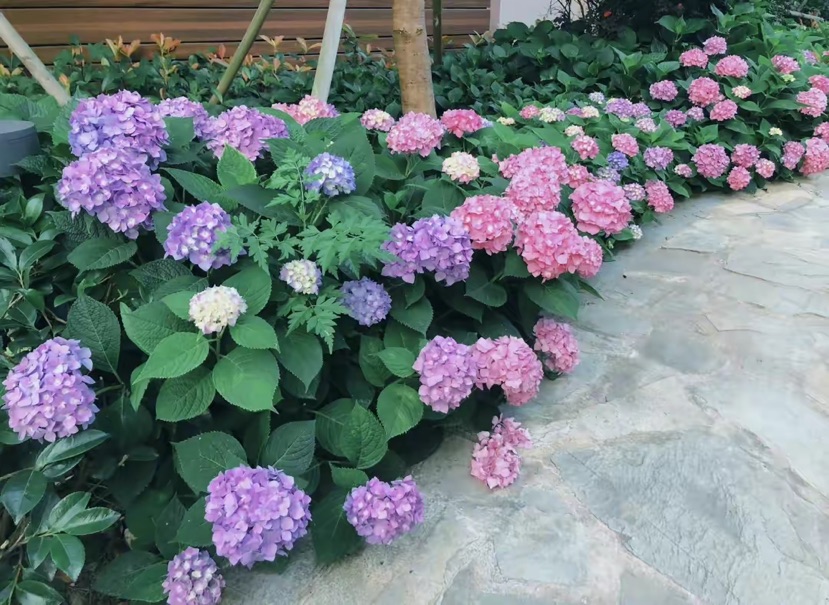 Zhang Xinyu's mansion yard is more dreamy than Li Ziqi's, full of ...