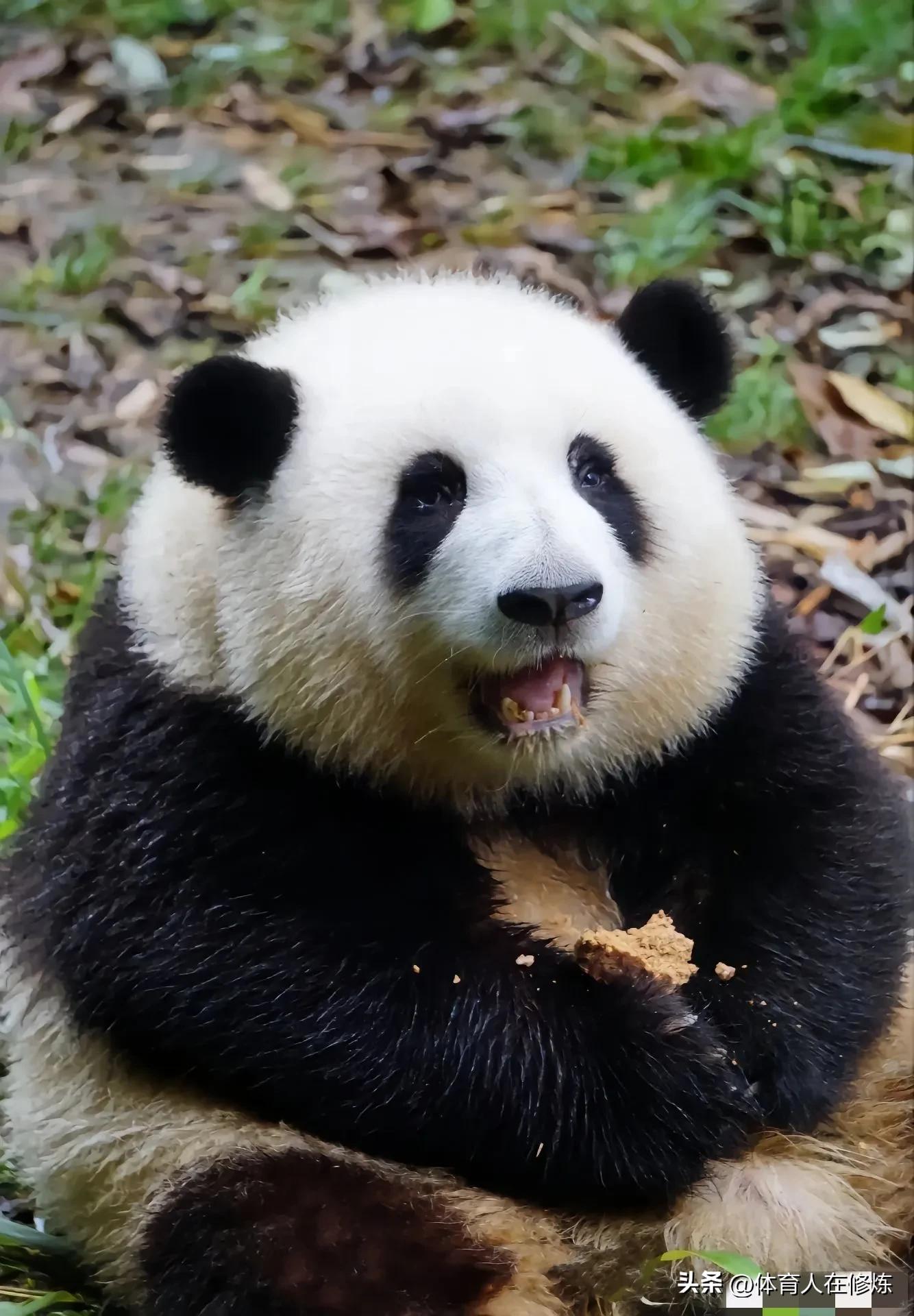Chengdu released two types of ice cream for the national treasure ...