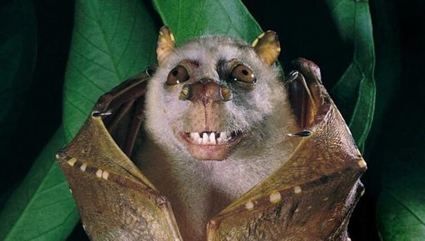 34 rare animal photos: tube-nosed bats are weird and ugly like vampires ...