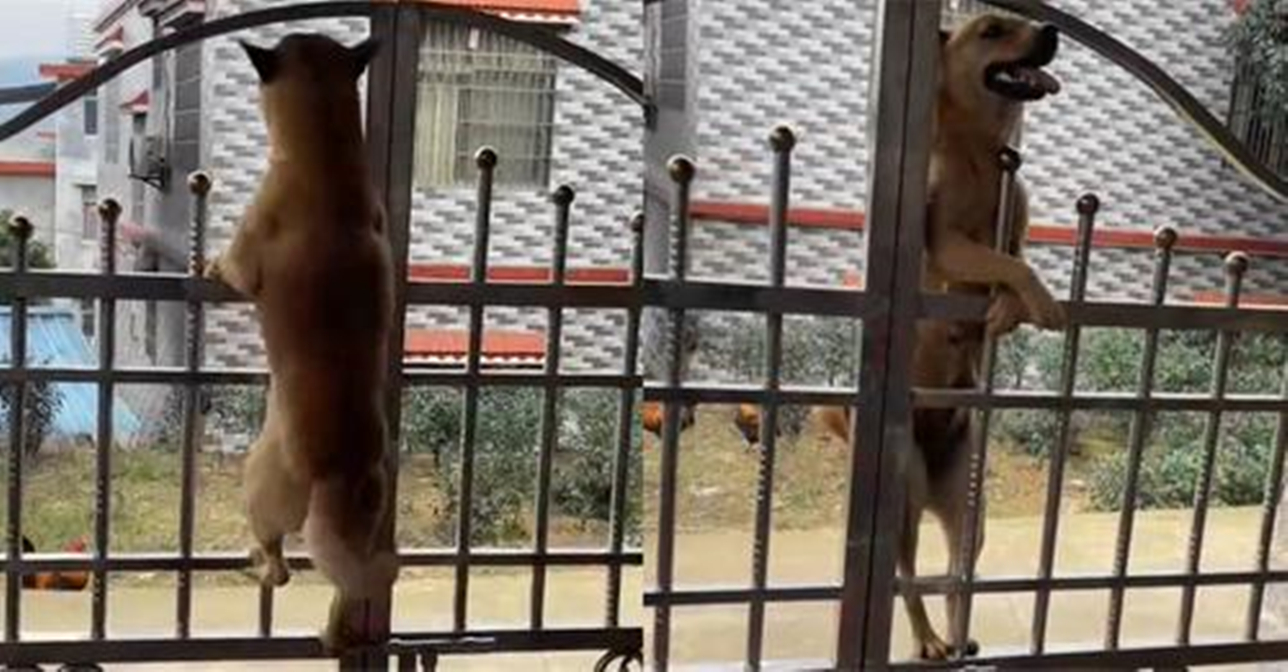 A habitual offender?The dog is agile and easy to escape from prison ...
