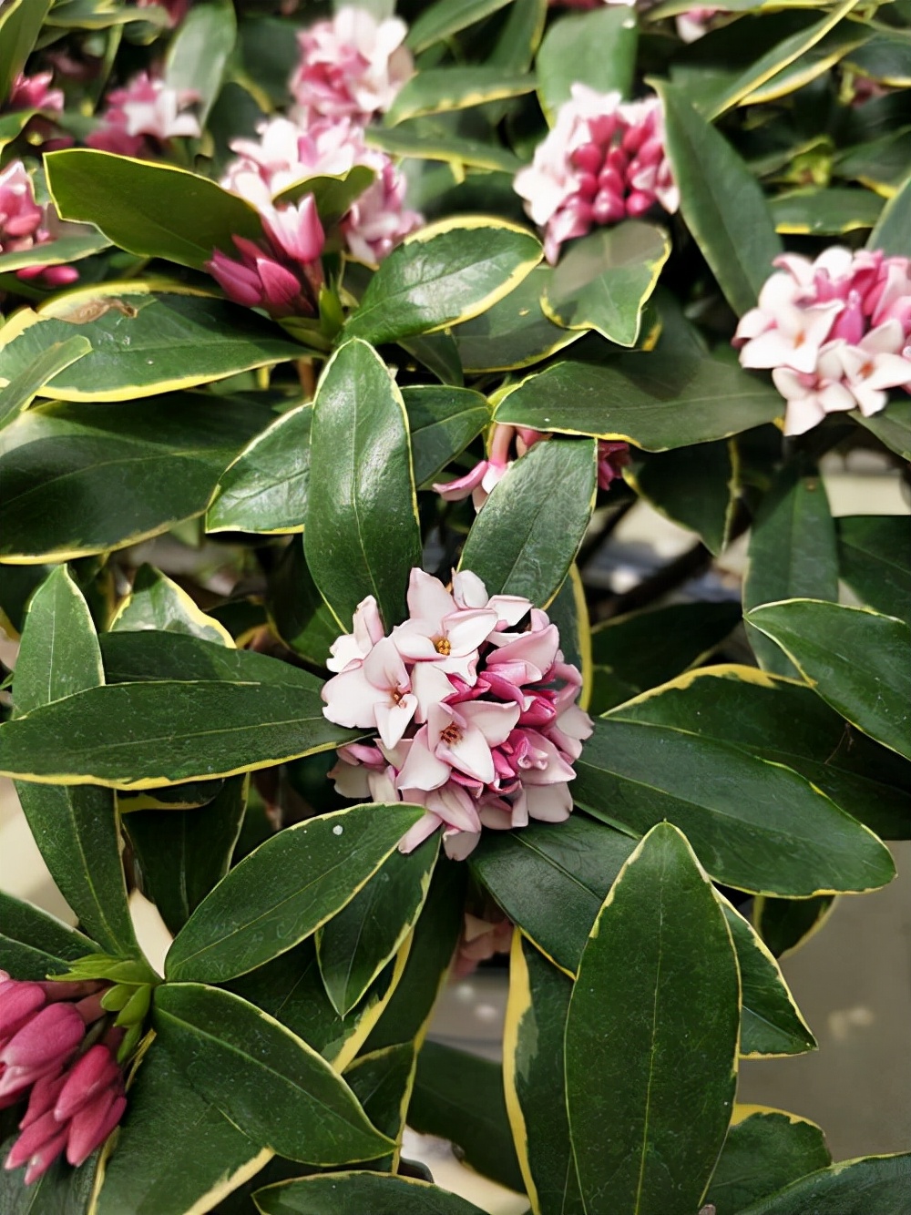 5 kinds of "perfume flowers", if you like the smell of perfume, you ...