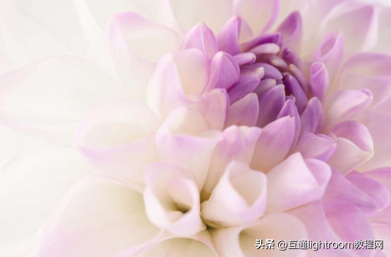 Macro Photography Tips: 6 Tips to Take Emotional Macro Shots - iNEWS