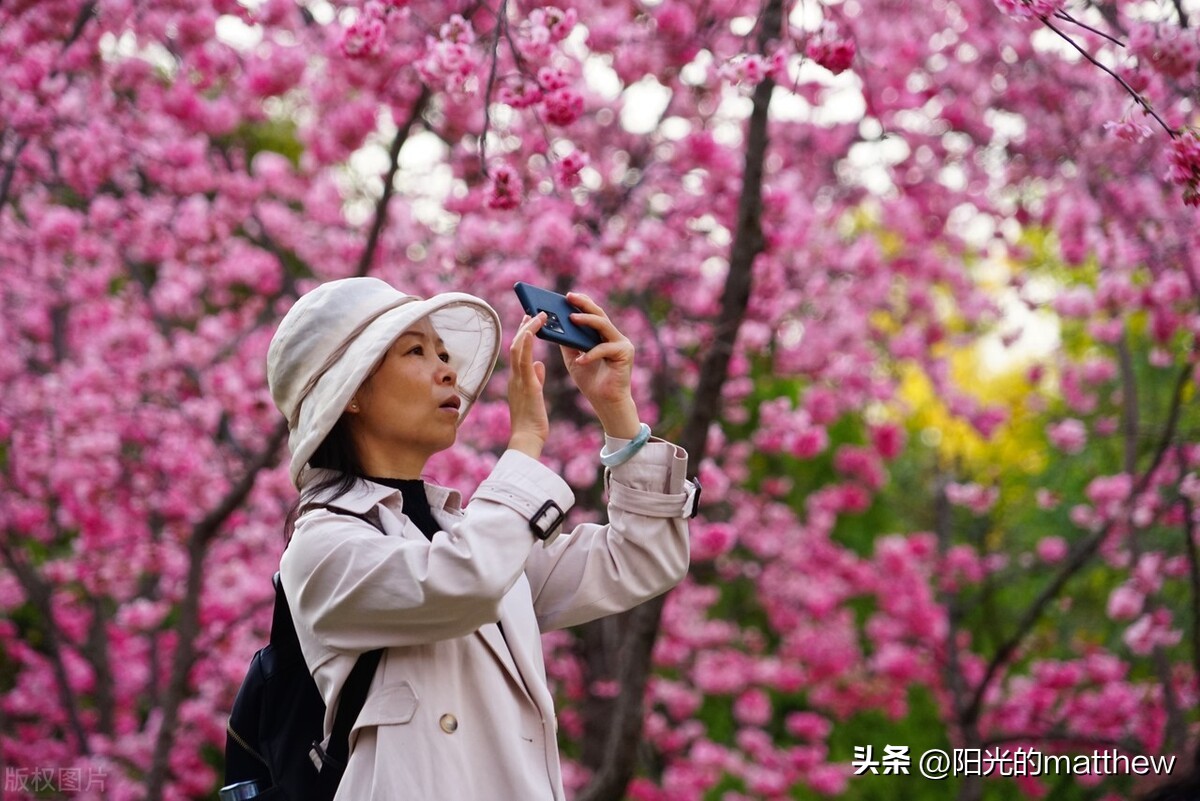 Thousands of cherry blossoms in Yuantong Mountain, Kunming, Yunnan are ...