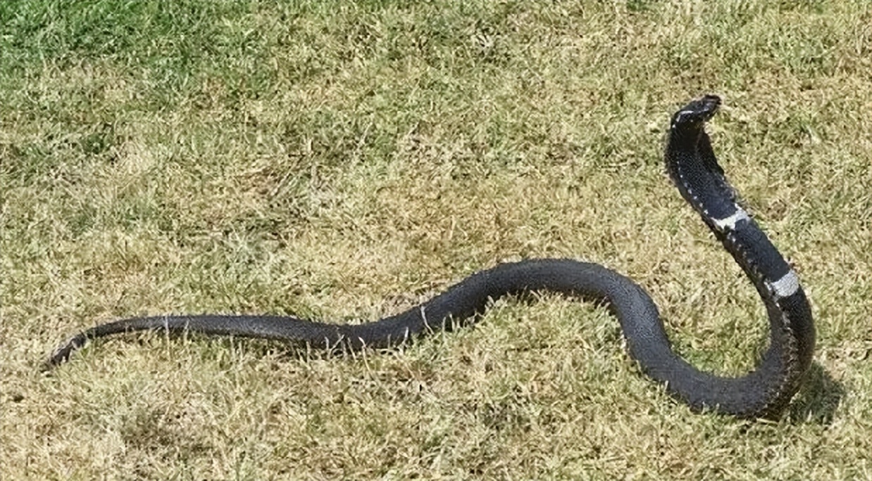 The 3-meter-long cobra gets stuck in the car!Can humans live with ...