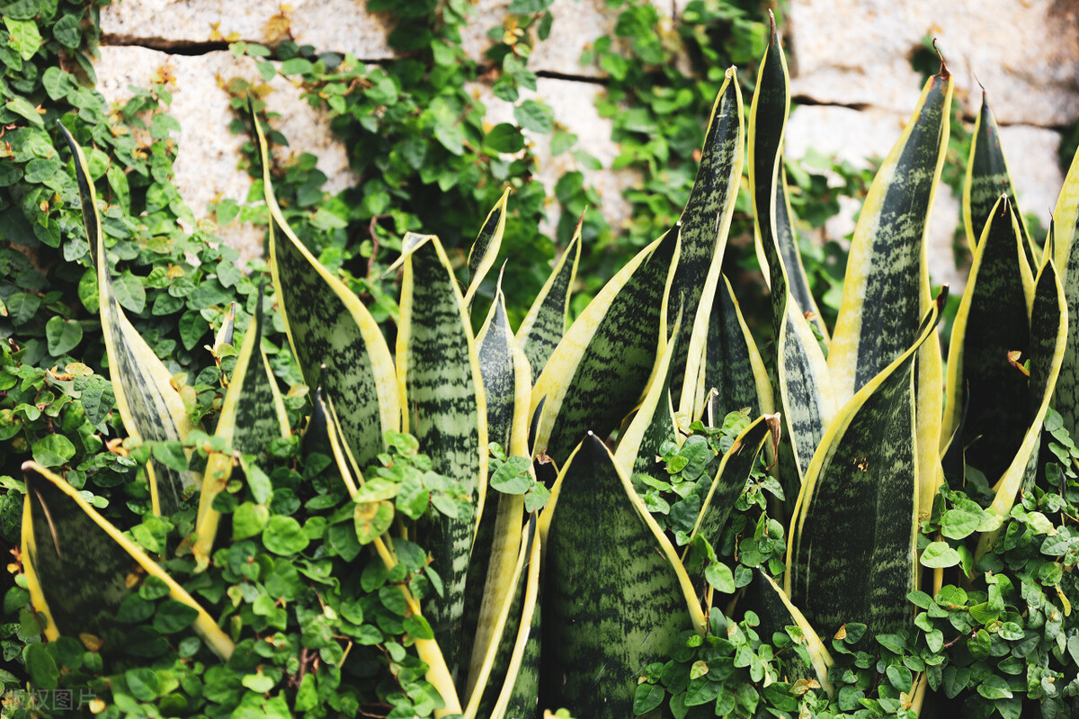 Tiger Pilan cultivation methods and precautions - iNEWS