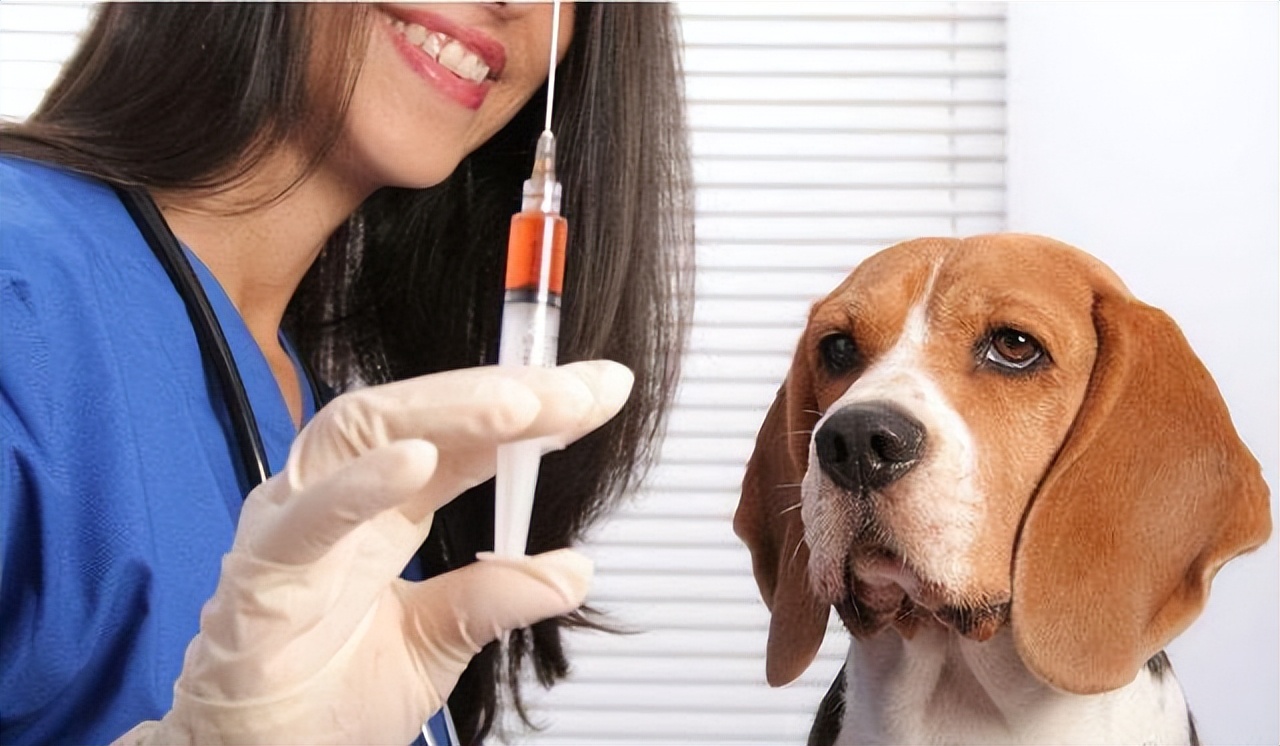 Dog Rabies Prevention and Treatment - iMedia