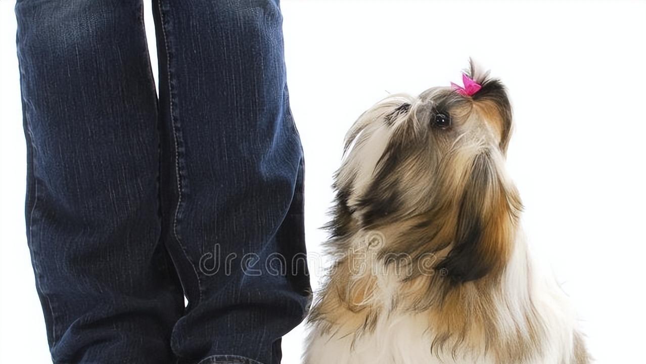 Dog apologizes in this way, can you accept it? - iNEWS