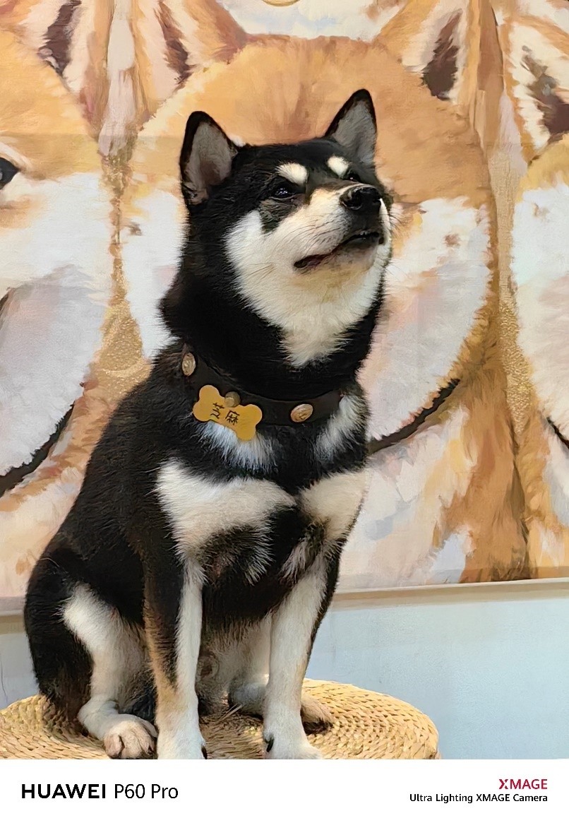 The pet artifact Huawei P60 Pro makes pet photos more soulful and keeps ...