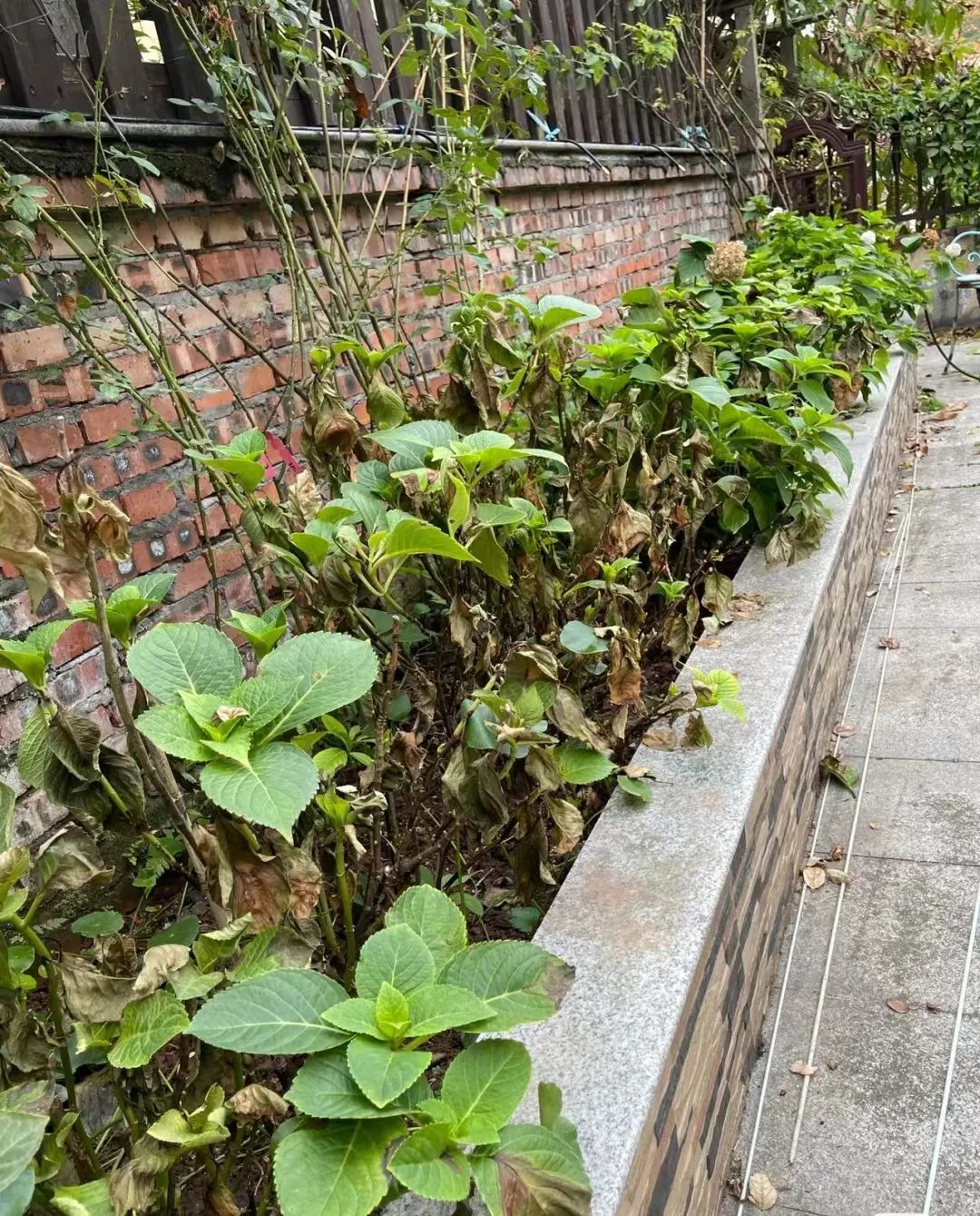 I'm relieved to see everyone's gardens in such misery - iMedia