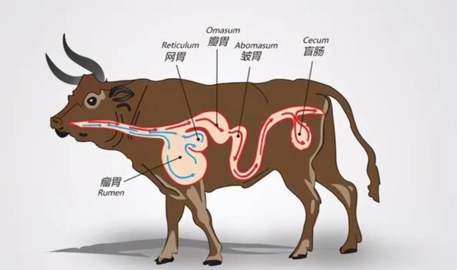 Why make a hole in the cow and often reach in and dig it out, don't ...