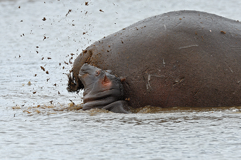 What is the experience of being surrounded by shit?African fish tell ...