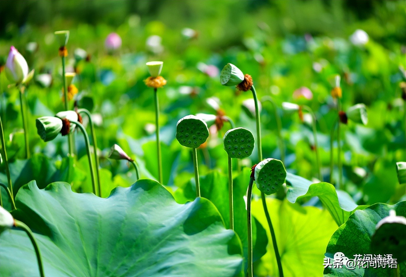 "When you hear the sound of cicadas everywhere, you must know the ...