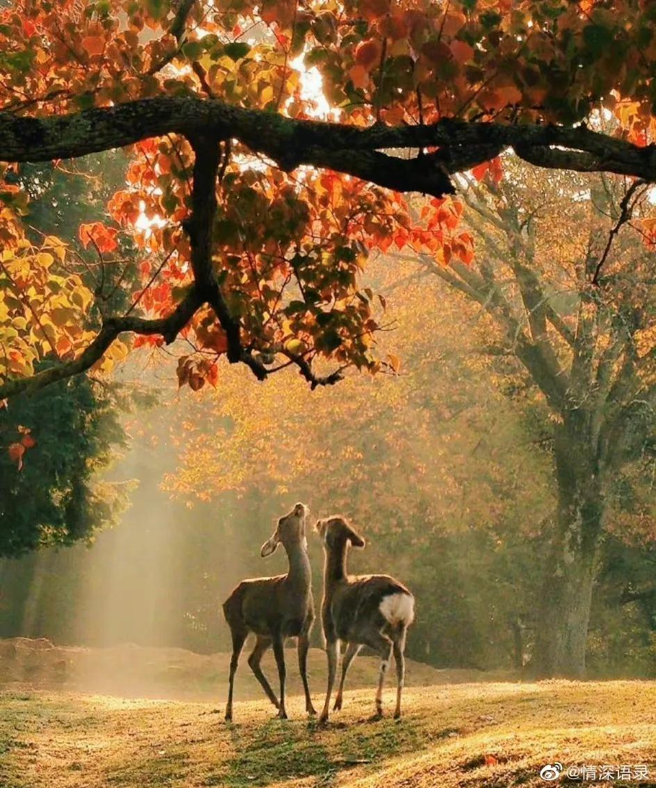 Give you 40 charming poems - iNEWS