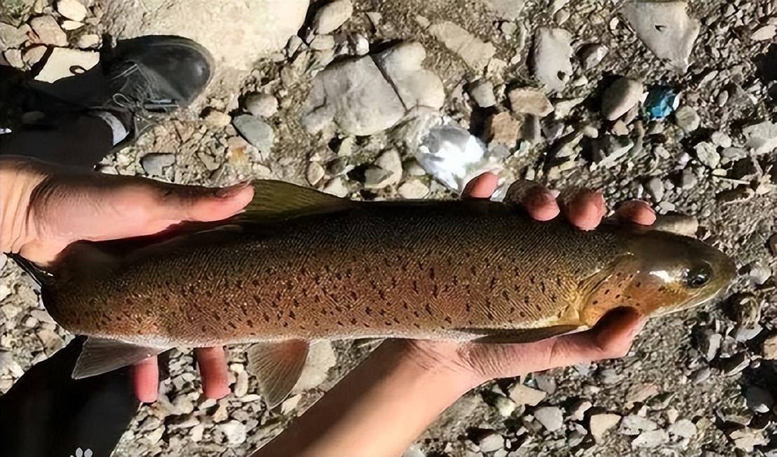 A ten-year ban on fishing is hard to become a talisman! Ferocious fish ...